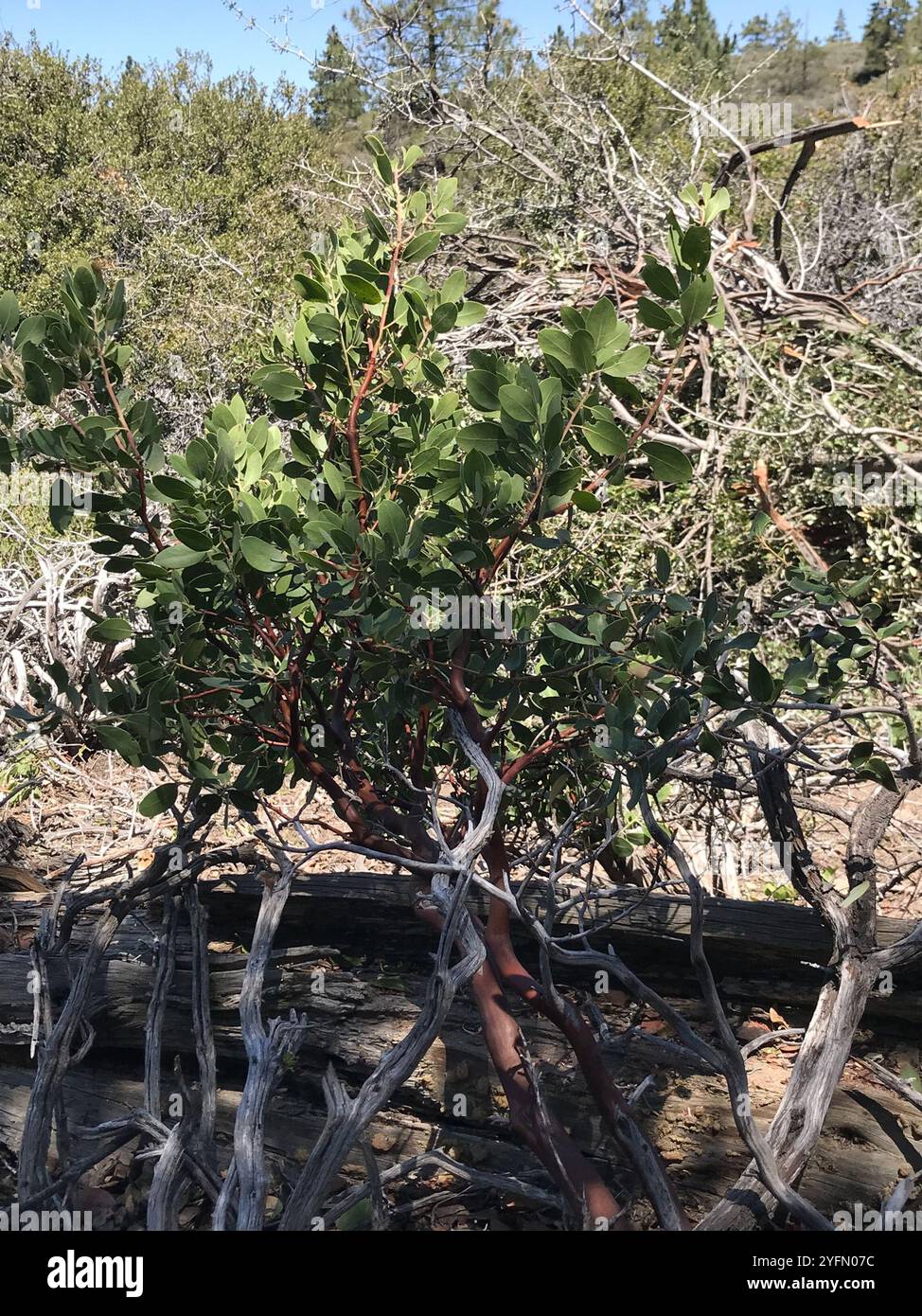 Transverse Range Manzanita (Arctostaphylos glandulosa mollis Stock ...