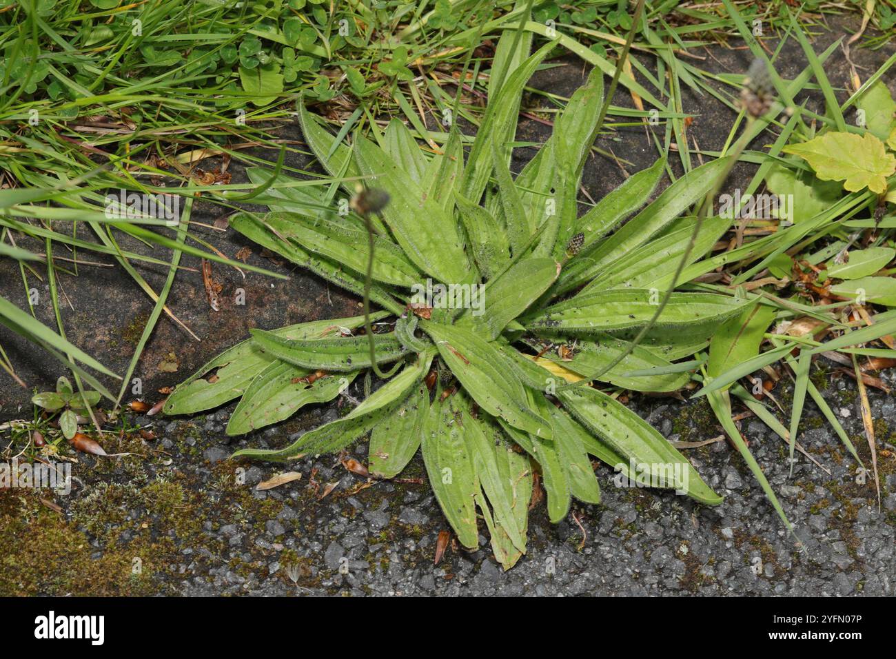 ribwort plantain (Plantago lanceolata Stock Photo - Alamy