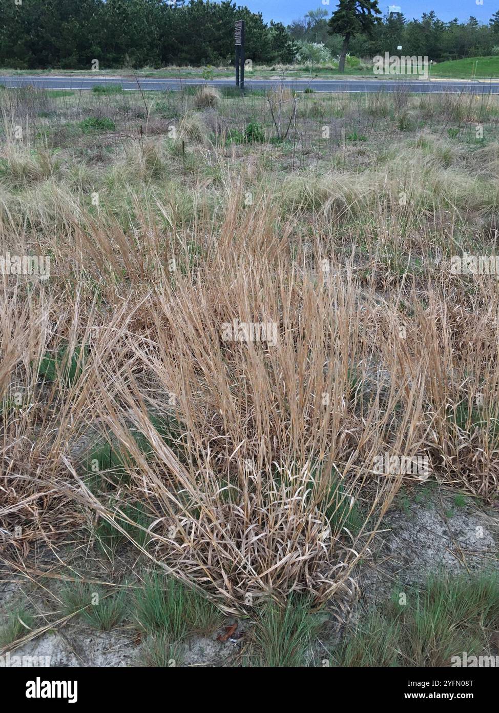 Broomsedge bluestem hi-res stock photography and images - Alamy
