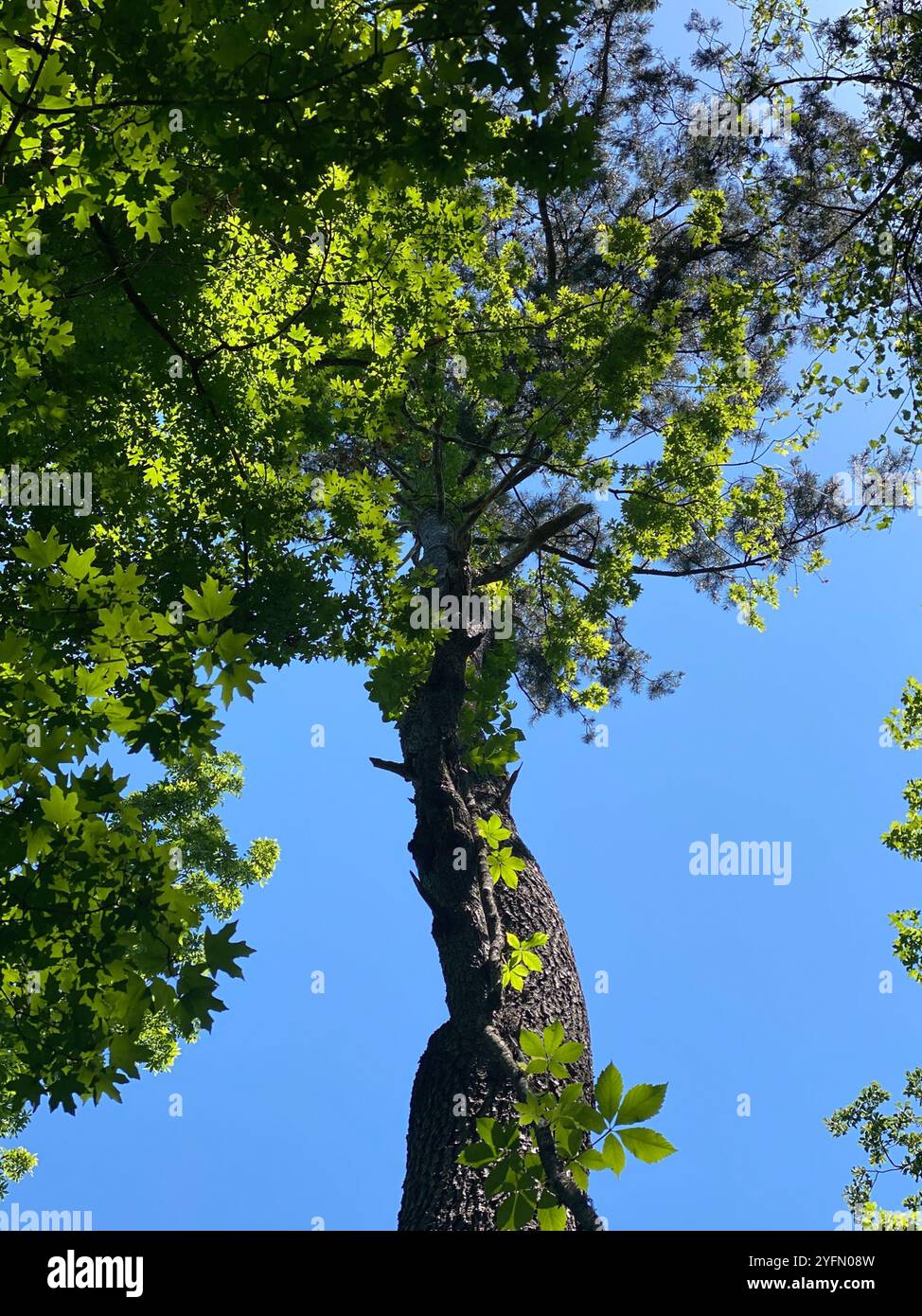 spruce pine (Pinus glabra Stock Photo - Alamy