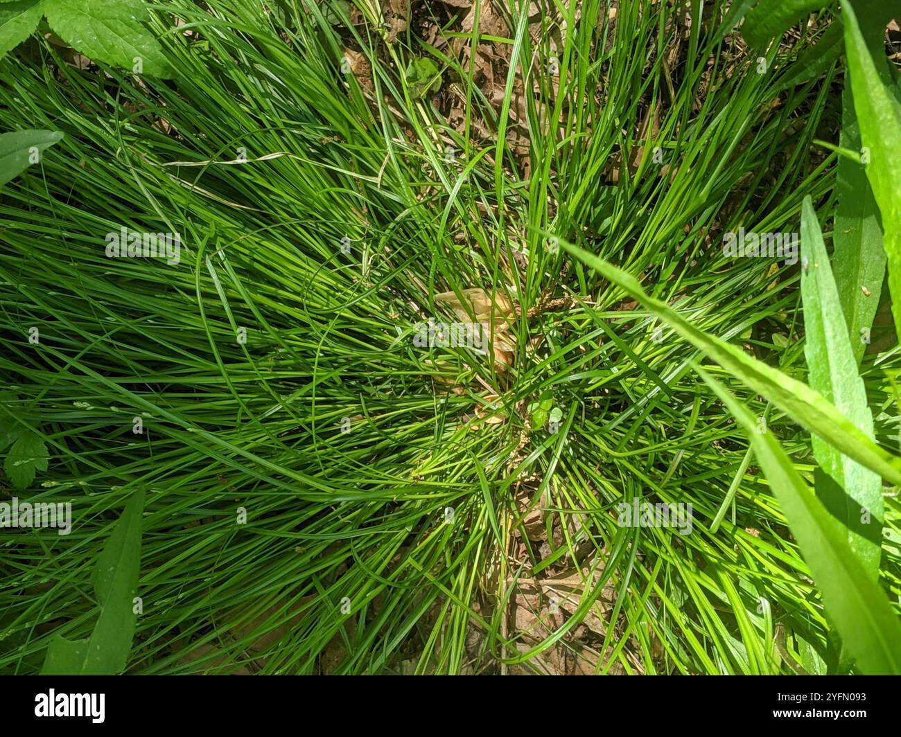 true sedges (Carex Stock Photo - Alamy