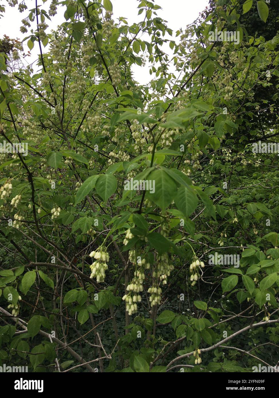 American bladdernut (Staphylea trifolia Stock Photo - Alamy