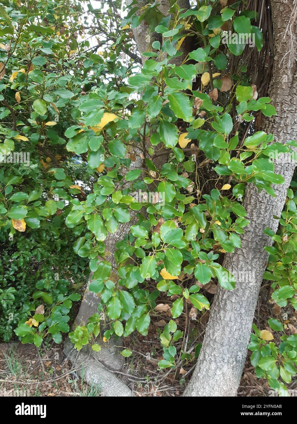 New Zealand Broadleaf (Griselinia littoralis Stock Photo - Alamy