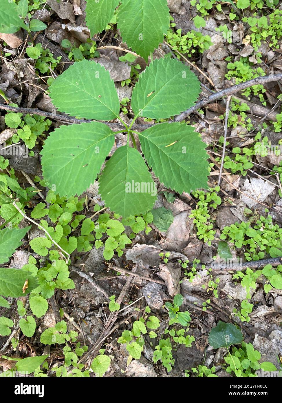 thicket creeper (Parthenocissus inserta Stock Photo - Alamy