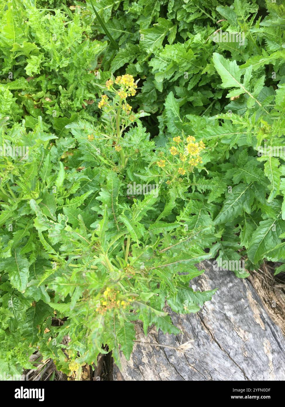 Bog Yellowcress (Rorippa palustris Stock Photo - Alamy