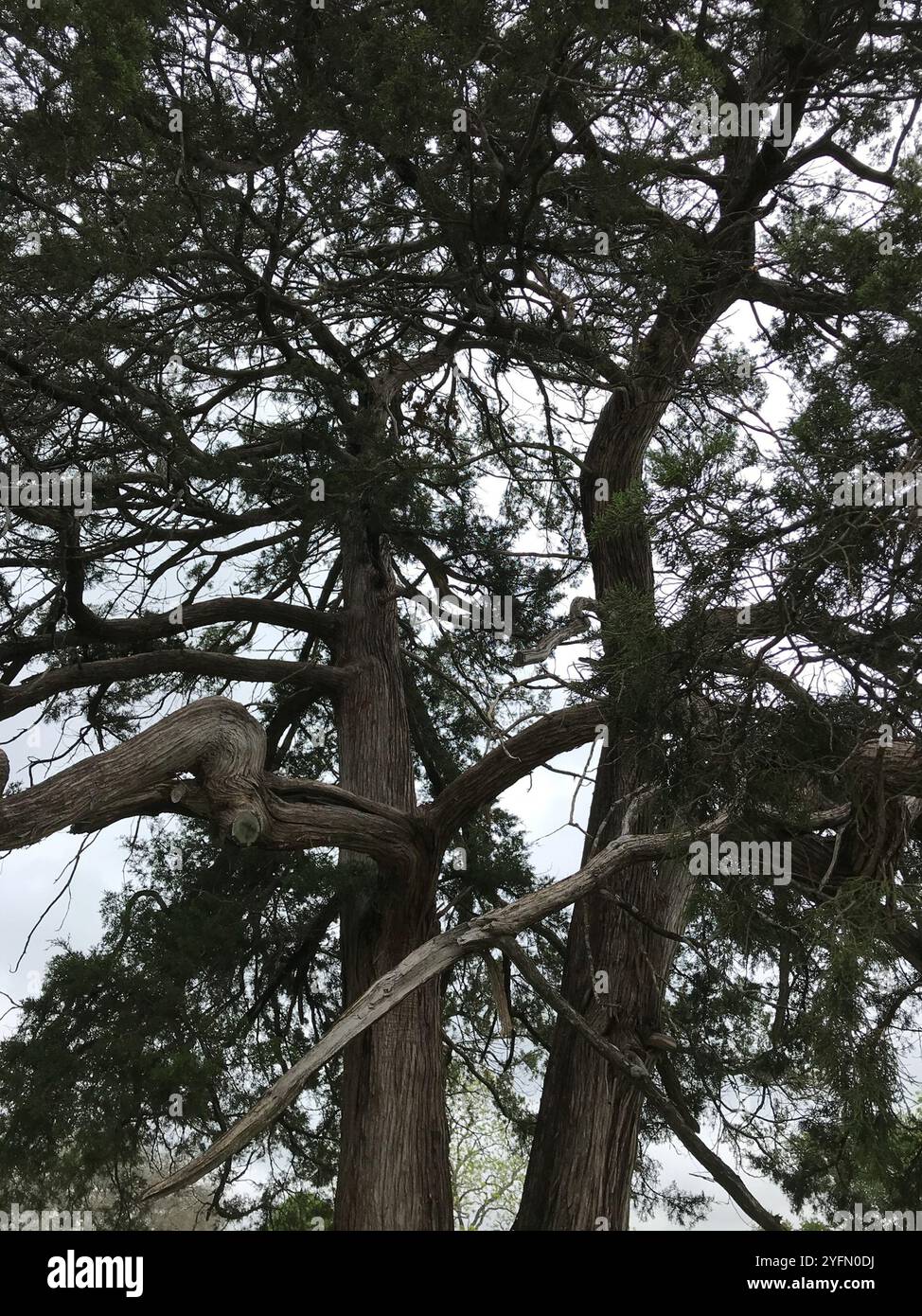 eastern redcedar (Juniperus virginiana Stock Photo - Alamy