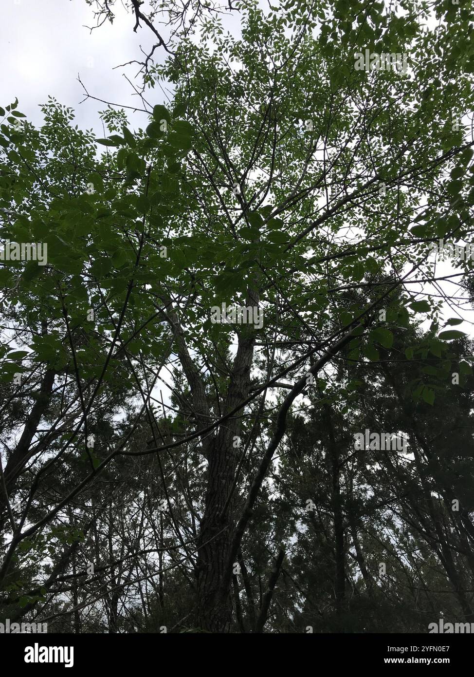 Texas ash (Fraxinus albicans Stock Photo - Alamy