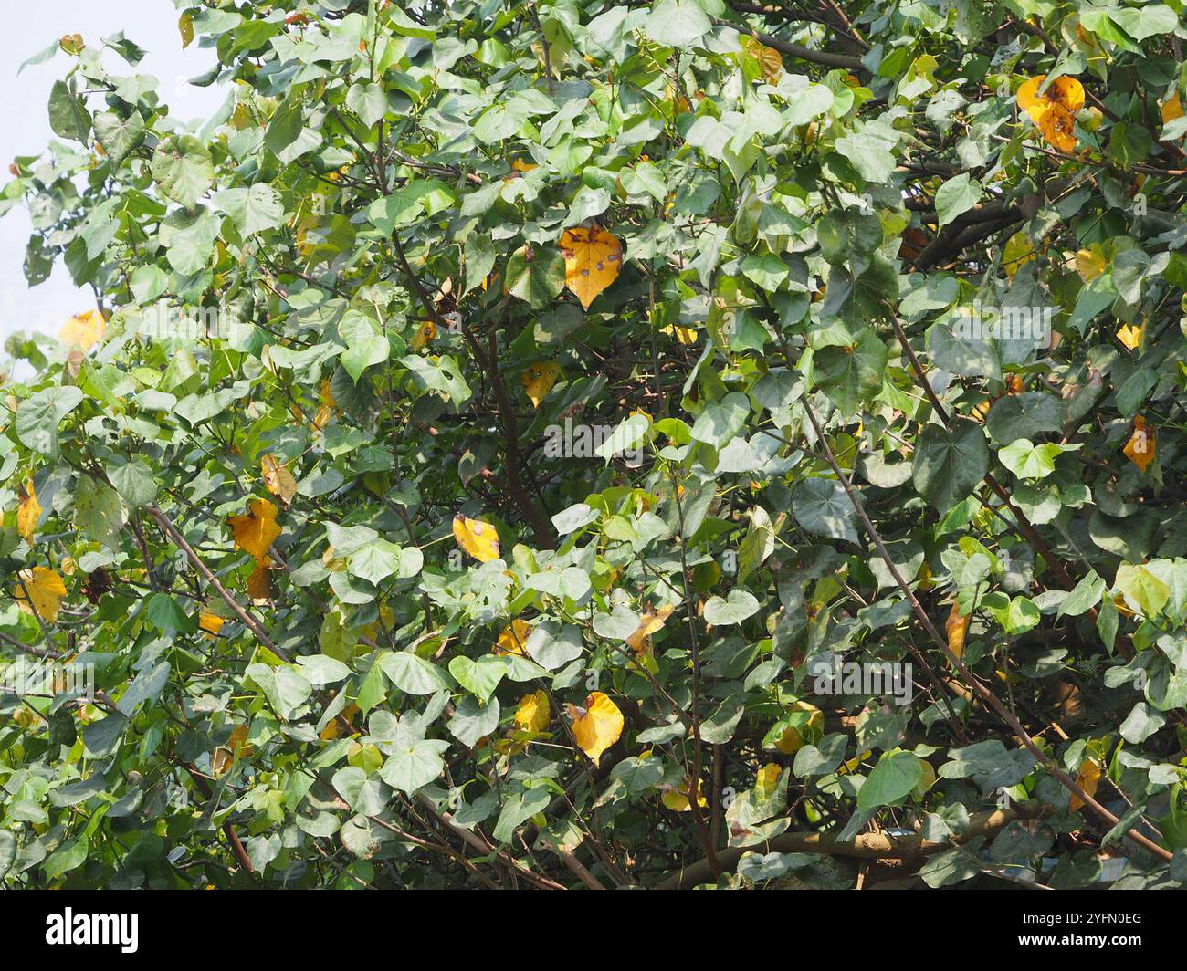 sea hibiscus (Hibiscus tiliaceus Stock Photo - Alamy