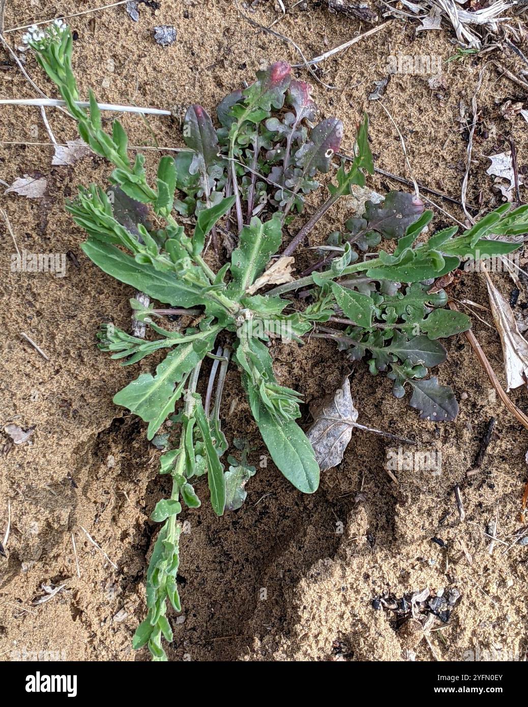 field peppergrass (Lepidium campestre Stock Photo - Alamy