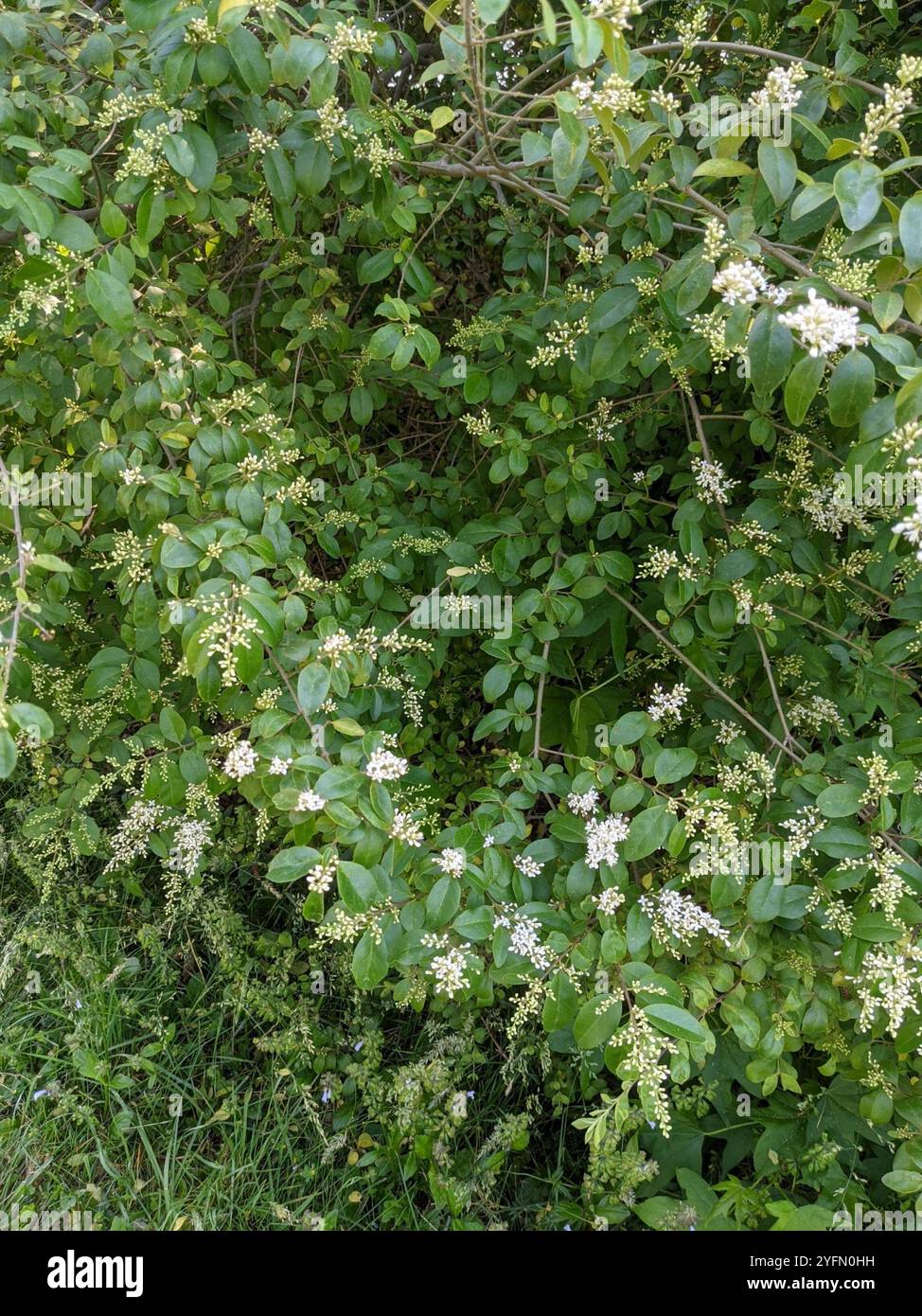 Chinese privet (Ligustrum sinense Stock Photo - Alamy
