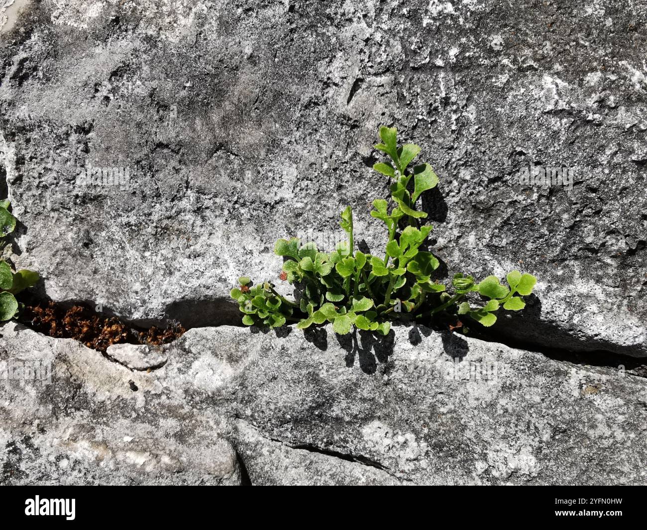 wall-rue (Asplenium ruta-muraria Stock Photo - Alamy