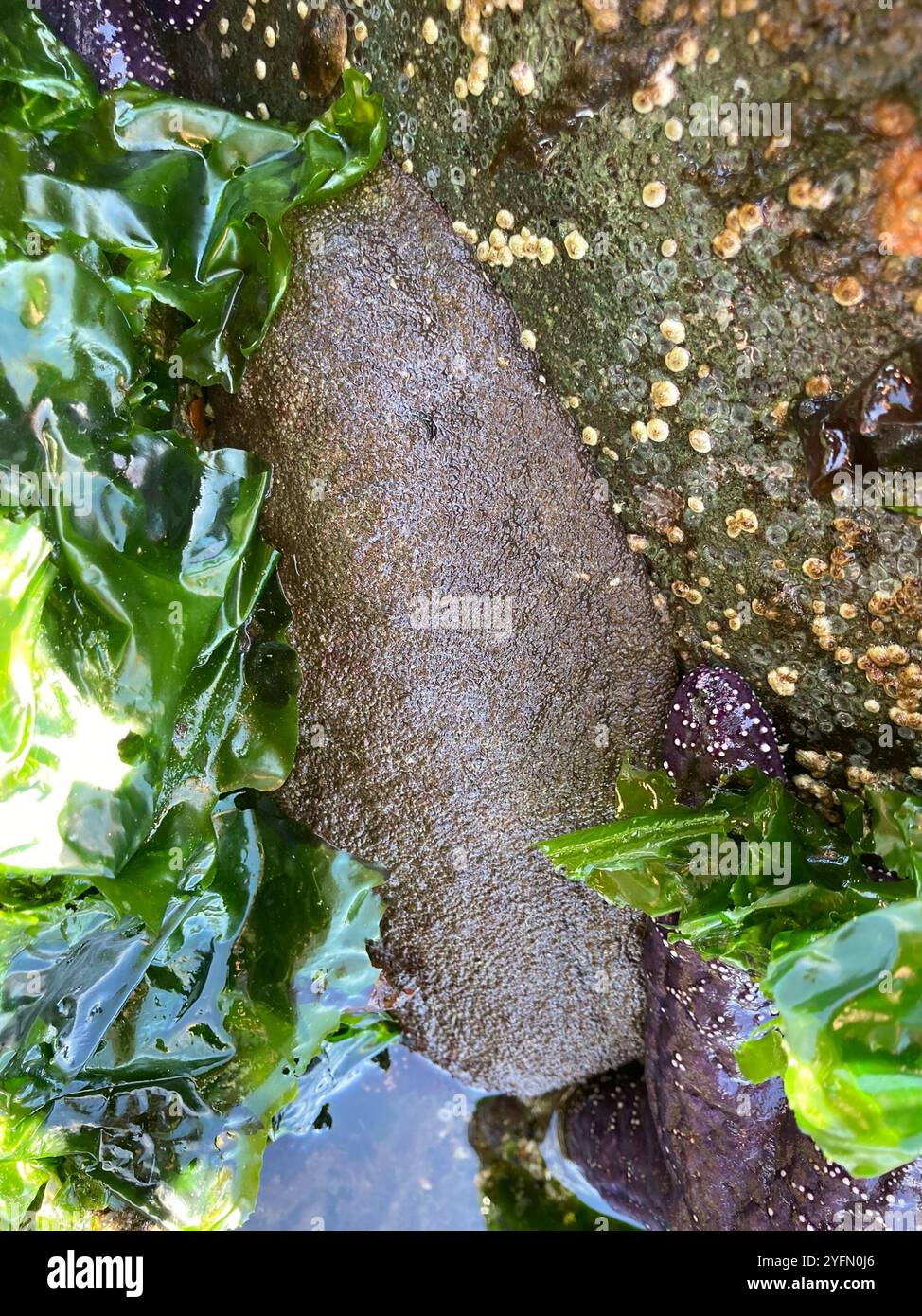 Gumboot Chiton (Cryptochiton stelleri Stock Photo - Alamy