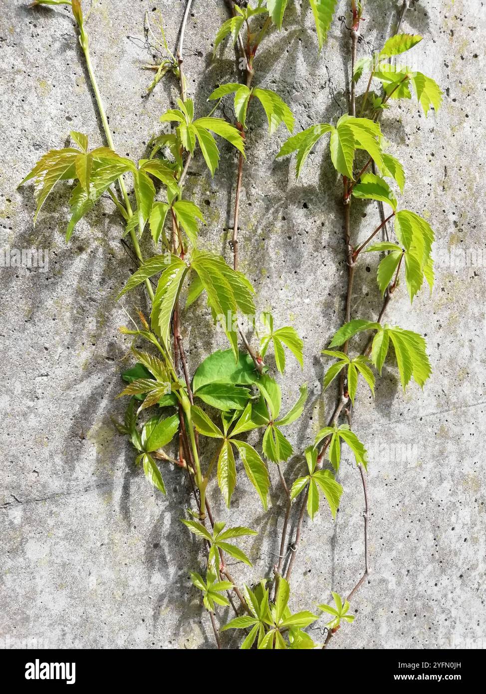 Virginia creeper (Parthenocissus quinquefolia Stock Photo - Alamy