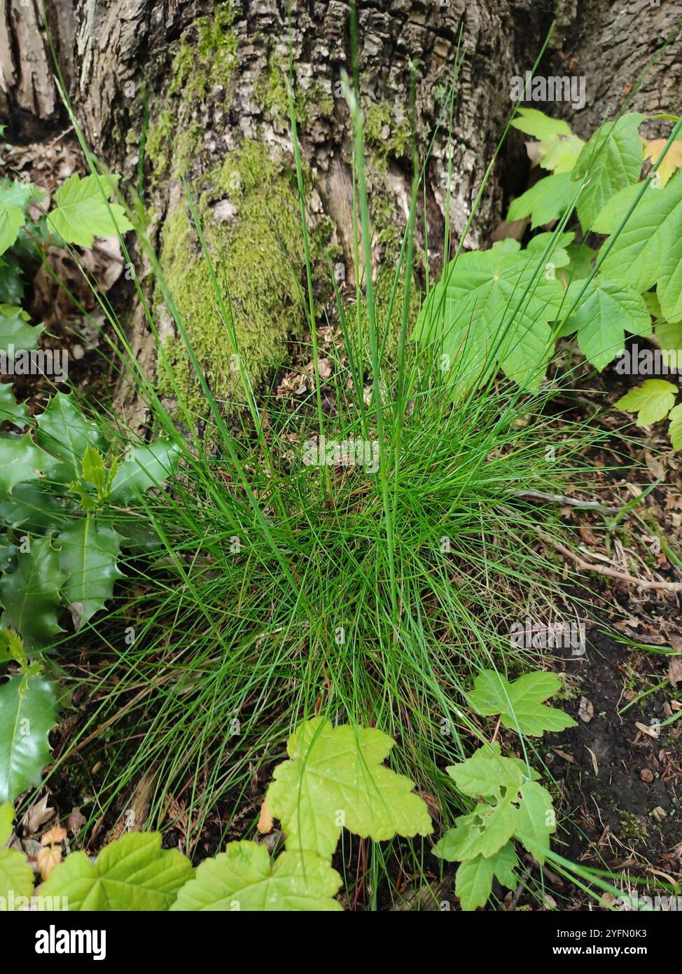 wavy hair-grass (Avenella flexuosa Stock Photo - Alamy