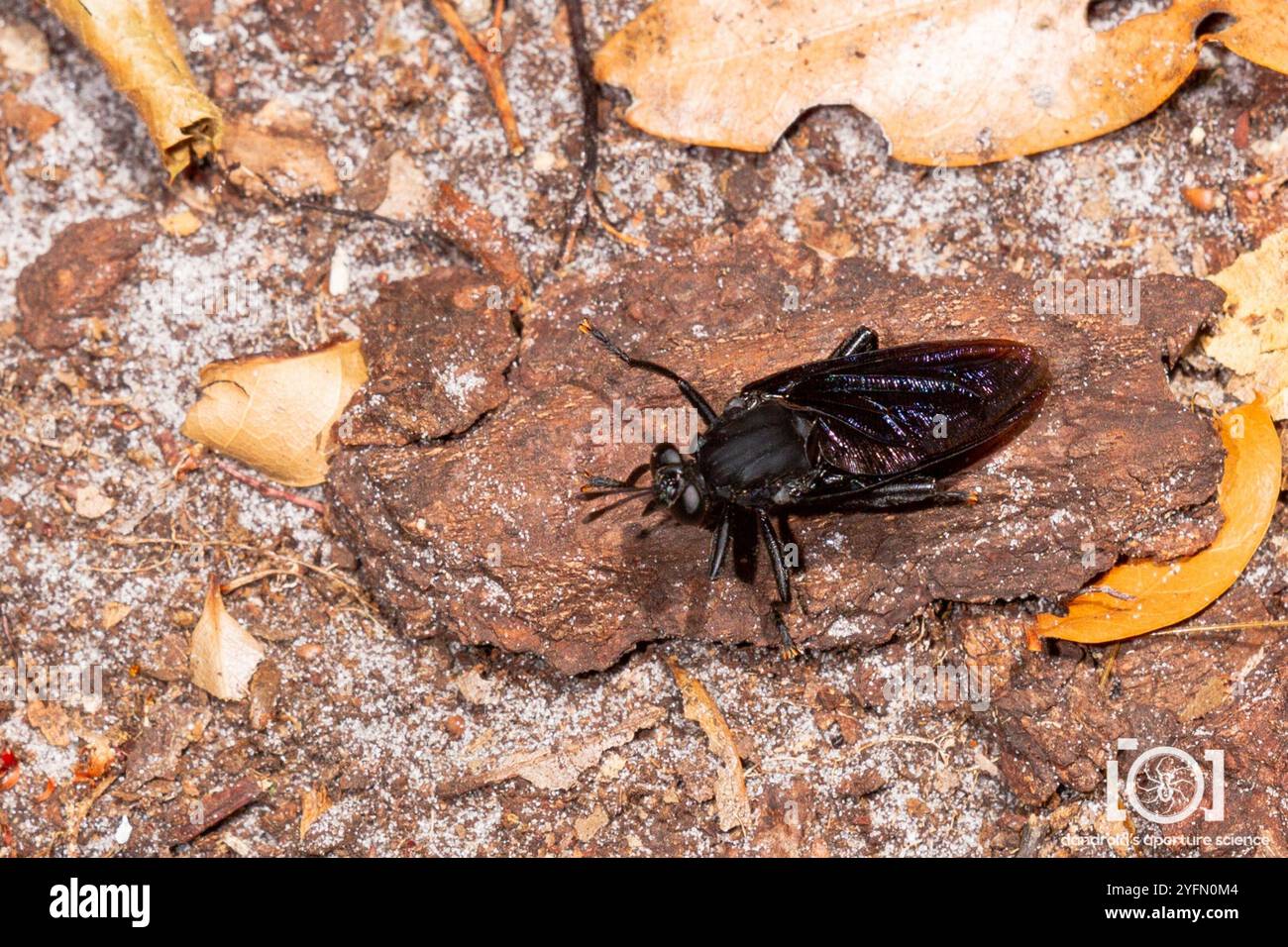 Clubbed mydas fly hi-res stock photography and images - Alamy