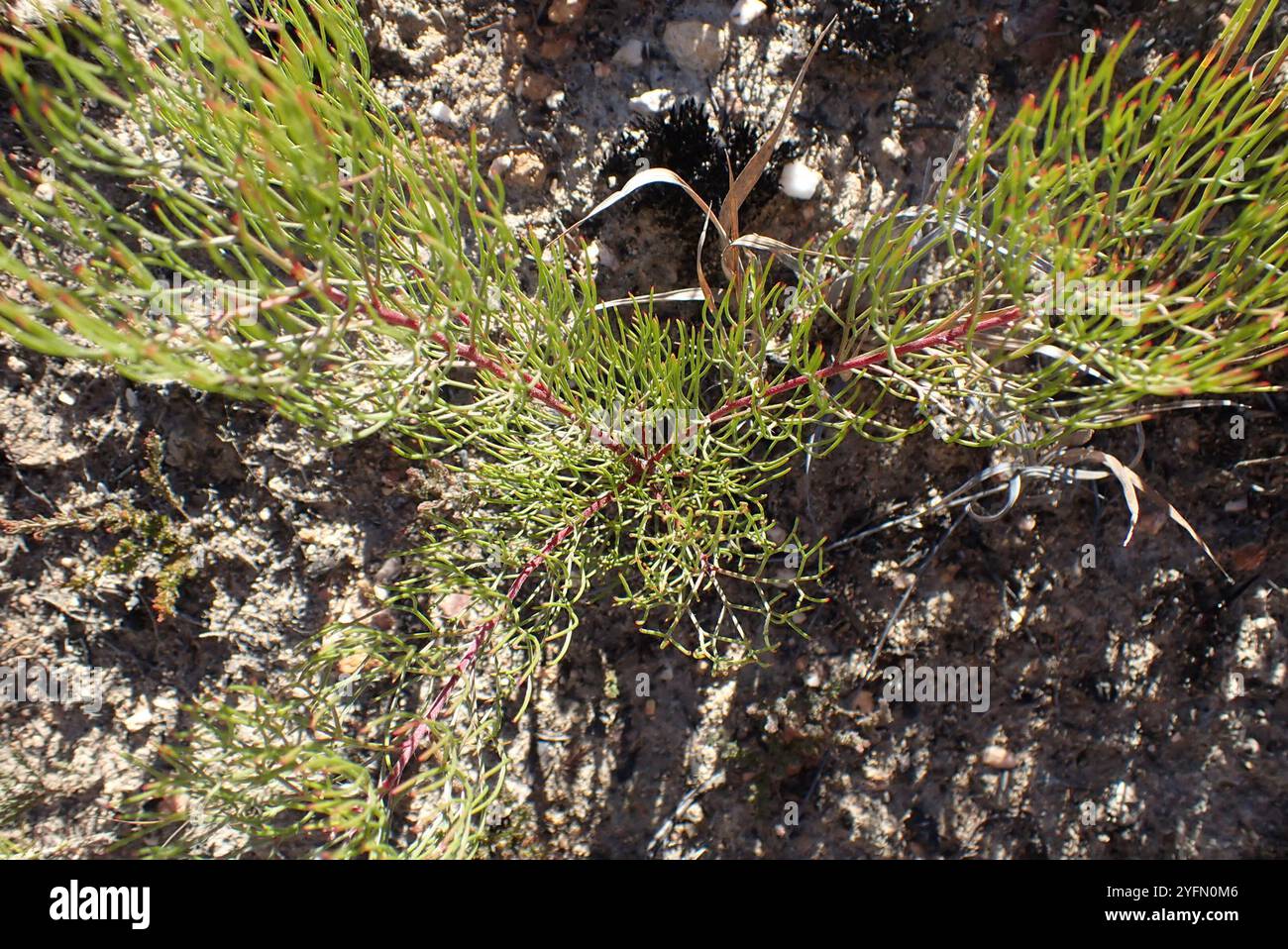 Common Pin Spiderhead (Serruria fasciflora Stock Photo - Alamy