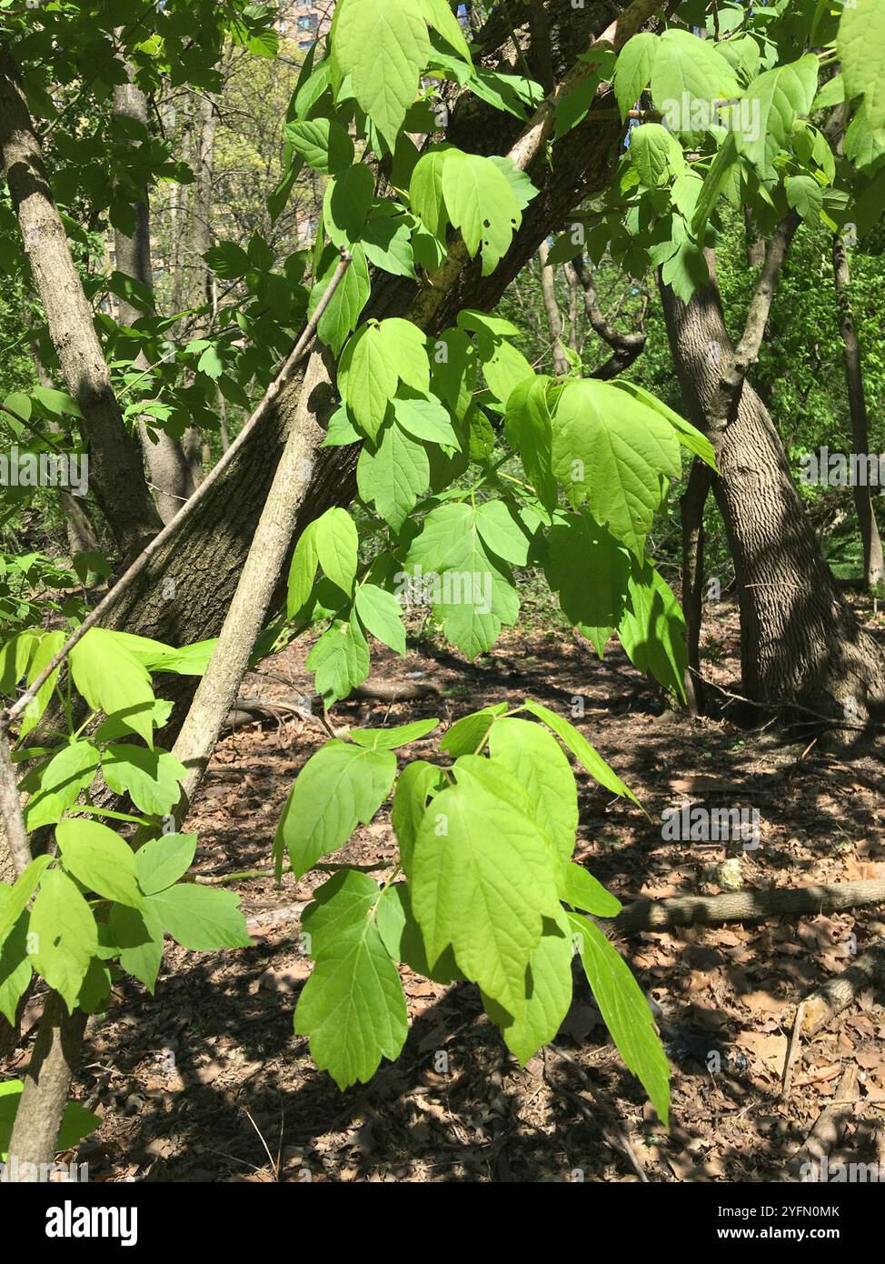 box elder (Acer negundo Stock Photo - Alamy