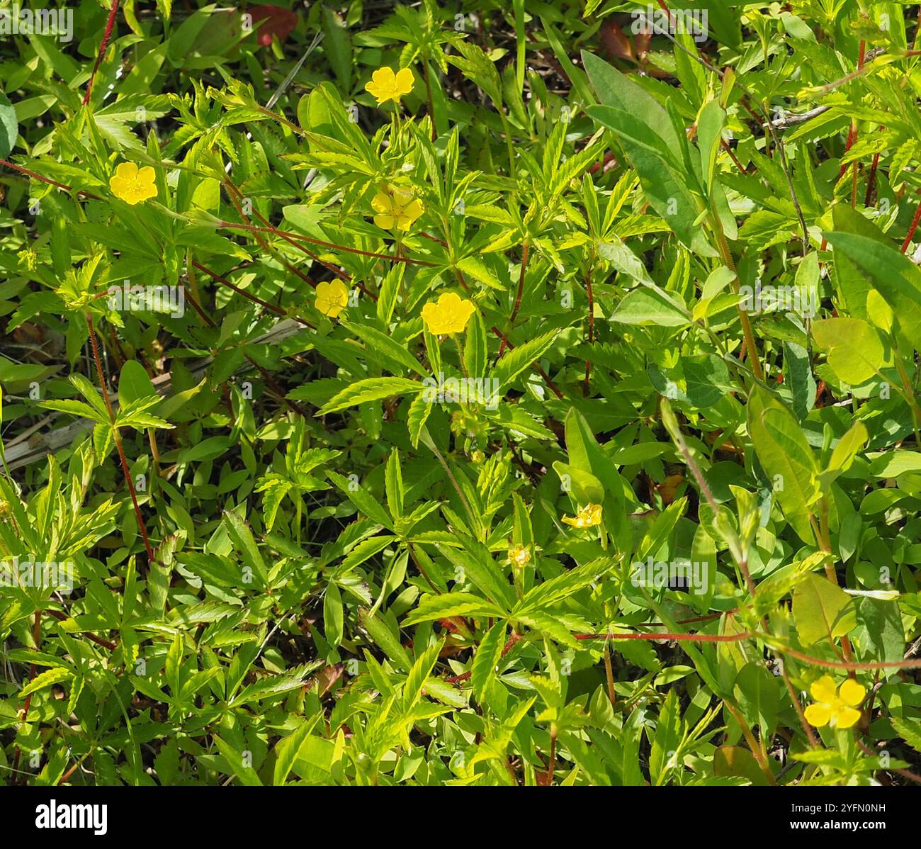common cinquefoil (Potentilla simplex Stock Photo - Alamy