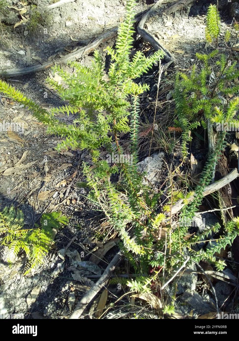 Mount Lofty Ground-berry (Acrotriche fasciculiflora Stock Photo - Alamy
