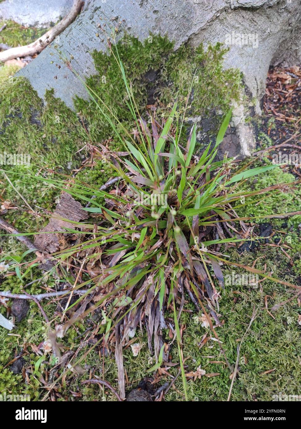 Southern Woodrush (Luzula forsteri Stock Photo - Alamy
