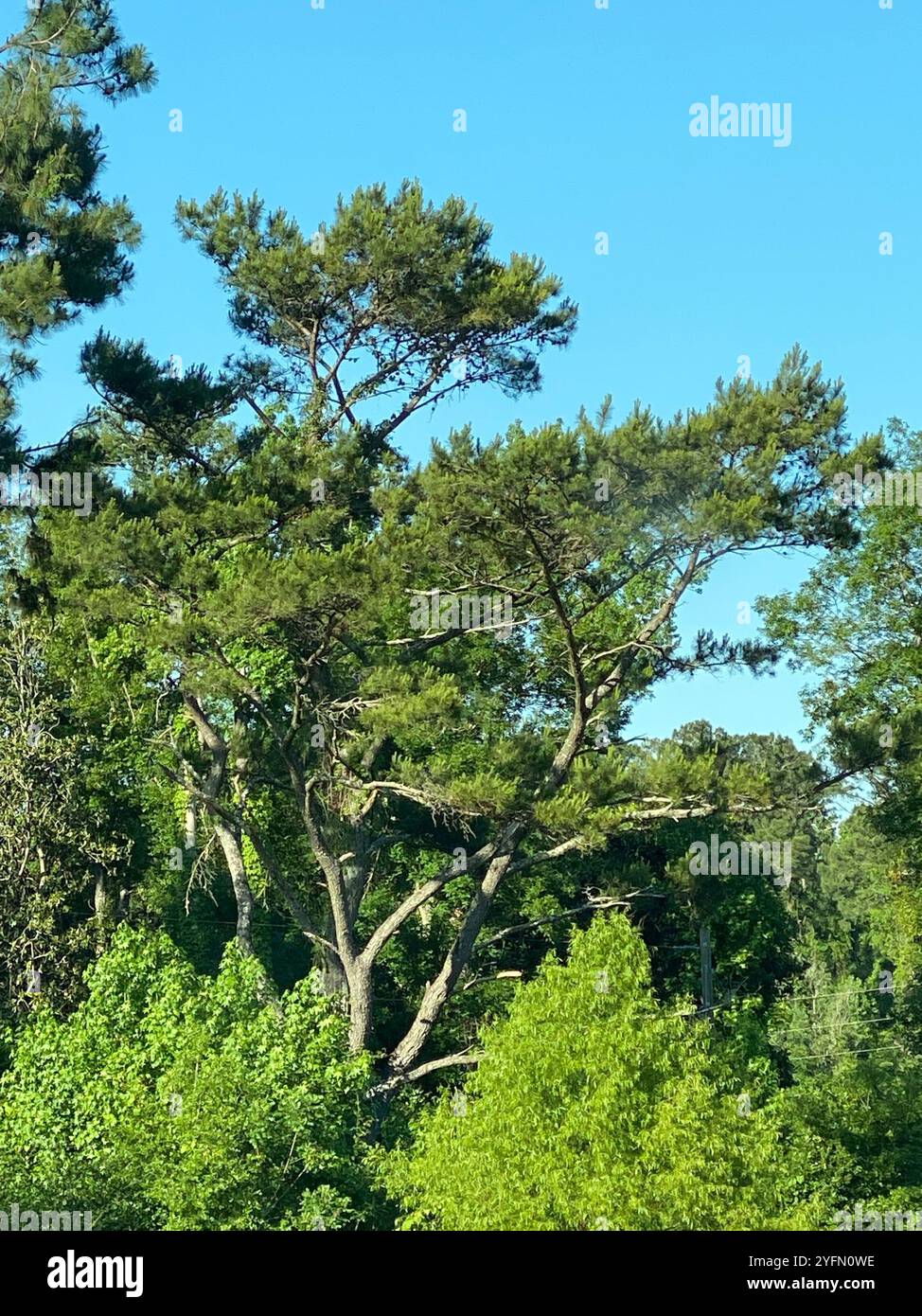 spruce pine (Pinus glabra Stock Photo - Alamy