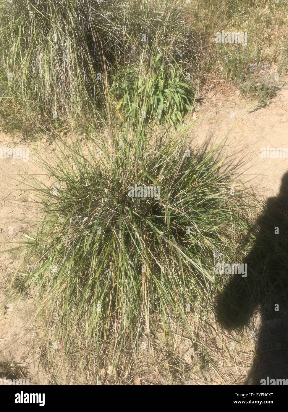 deergrass (Muhlenbergia rigens Stock Photo - Alamy