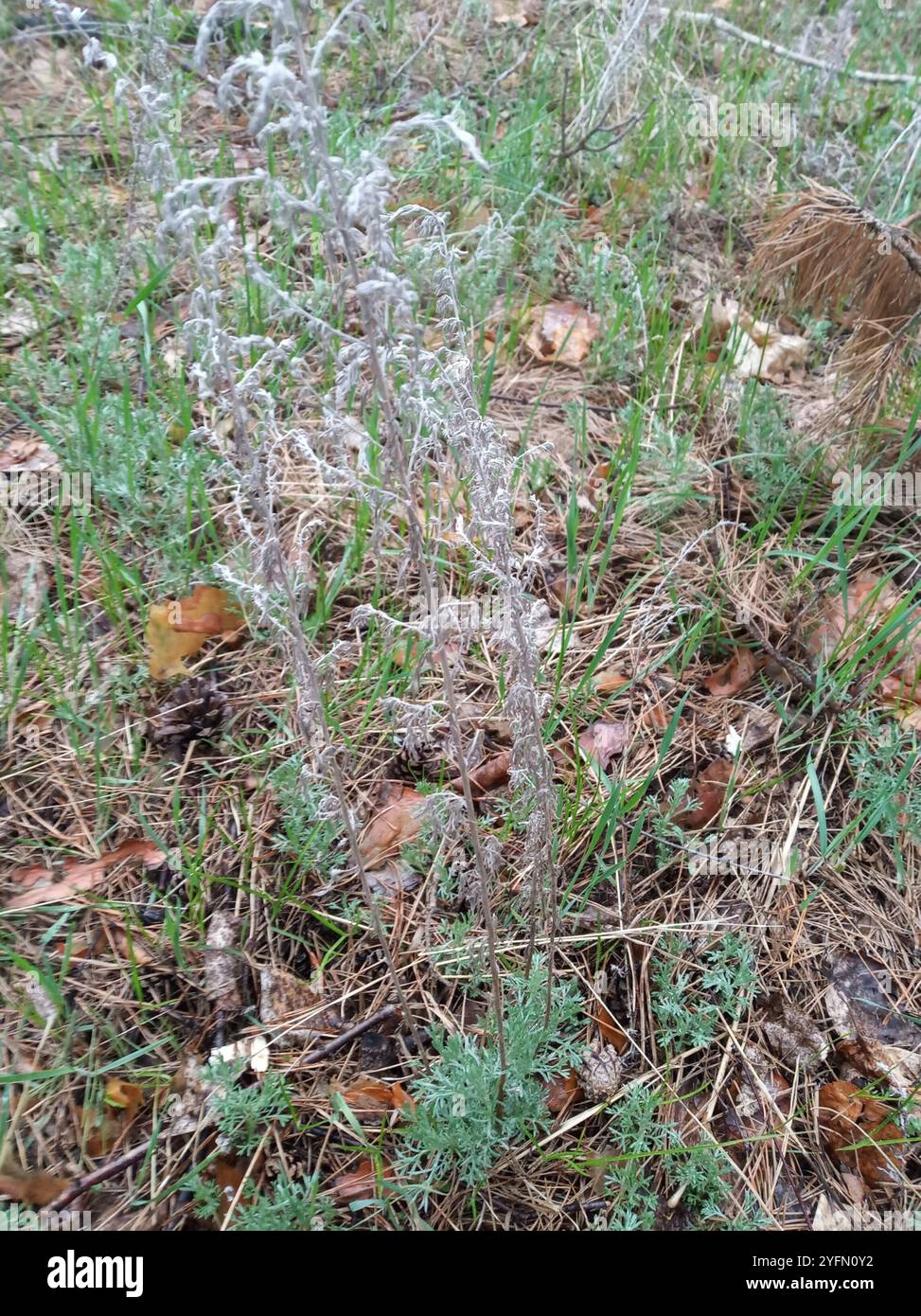 Field Sagewort (Artemisia campestris Stock Photo - Alamy