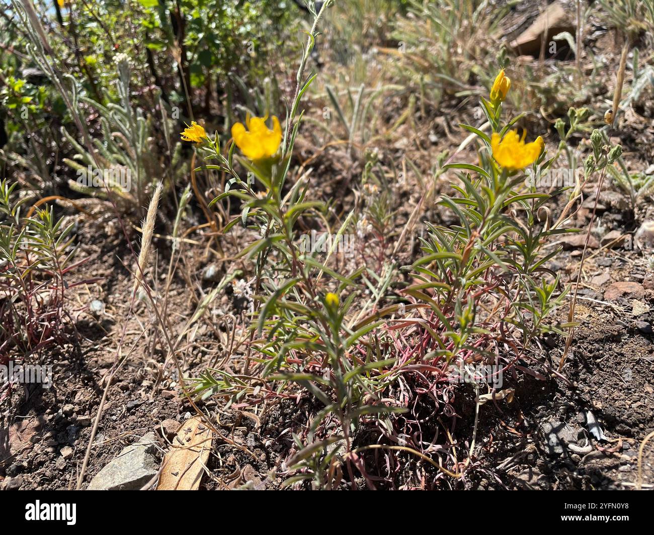 Goldwire hi-res stock photography and images - Alamy