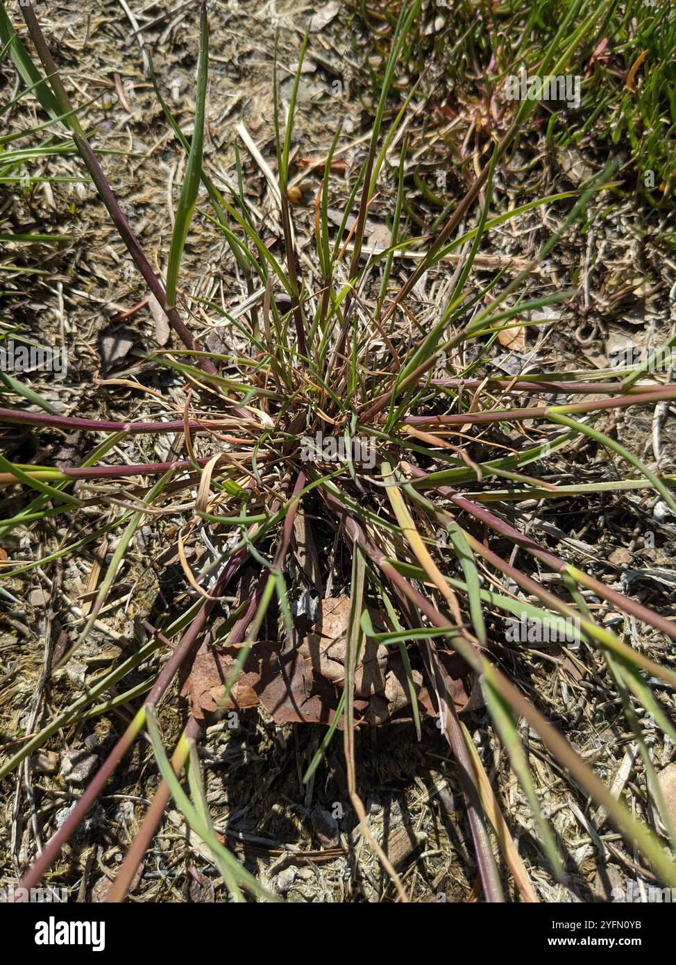 canadian bluejoint (Calamagrostis canadensis Stock Photo - Alamy