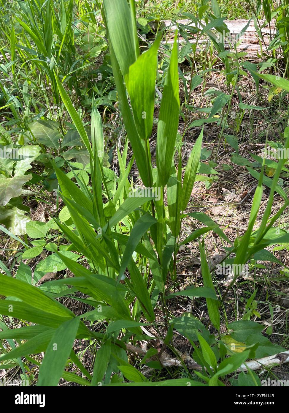 inland wood oats (Chasmanthium latifolium Stock Photo - Alamy