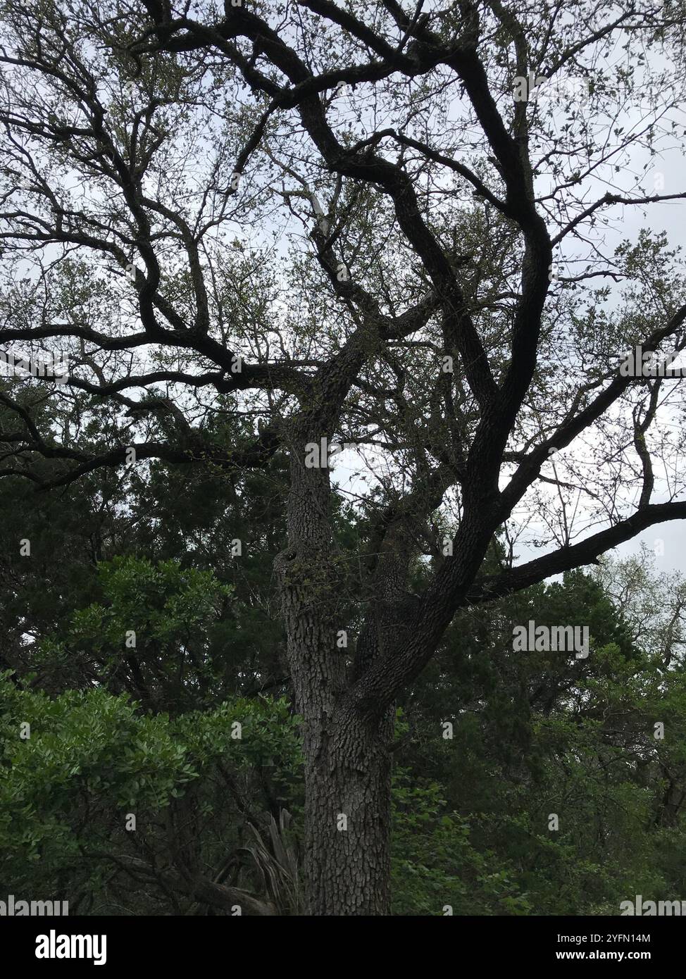 Texas live oak (Quercus fusiformis Stock Photo - Alamy