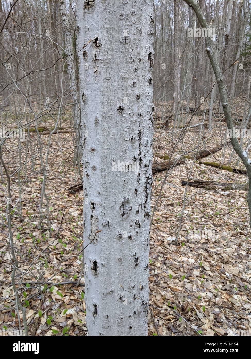Beech Bark Canker Fungus (Neonectria faginata Stock Photo - Alamy