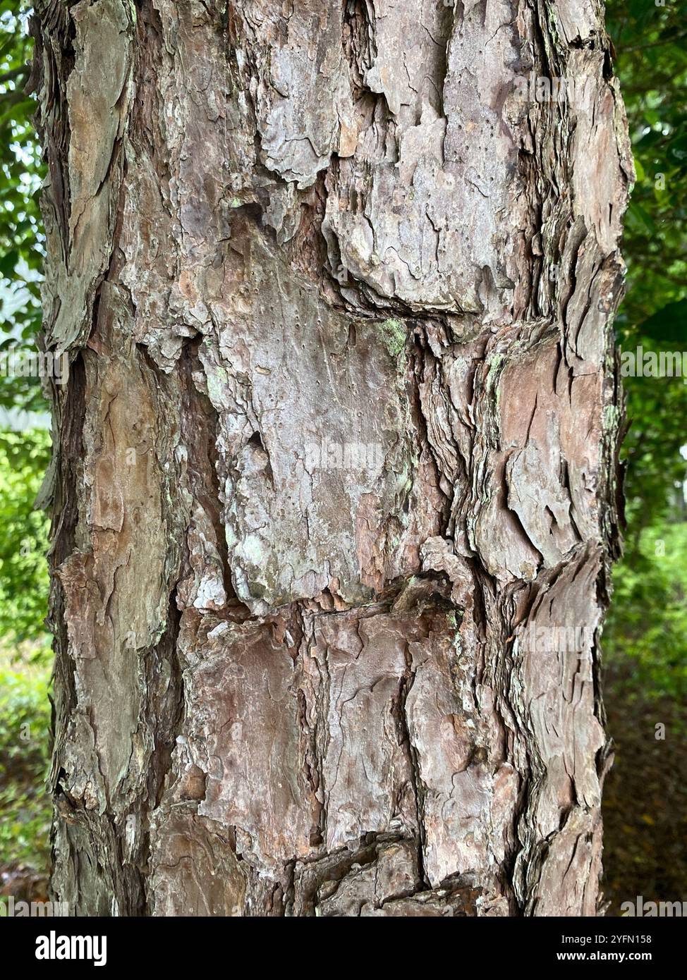 shortleaf pine (Pinus echinata Stock Photo - Alamy