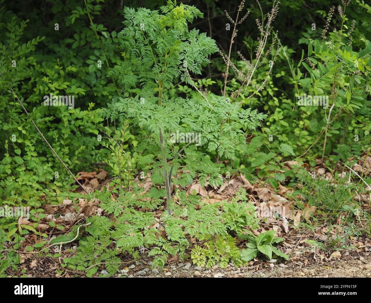poison hemlock (Conium maculatum Stock Photo - Alamy
