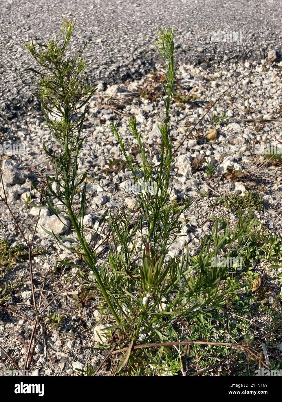 horseweed (Erigeron canadensis Stock Photo - Alamy