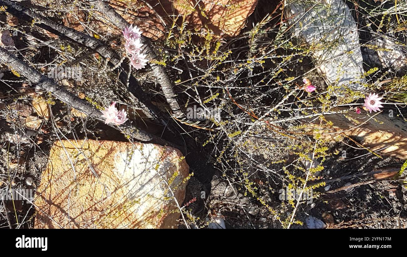 Pink Sewejaartjie (Syncarpha canescens Stock Photo - Alamy