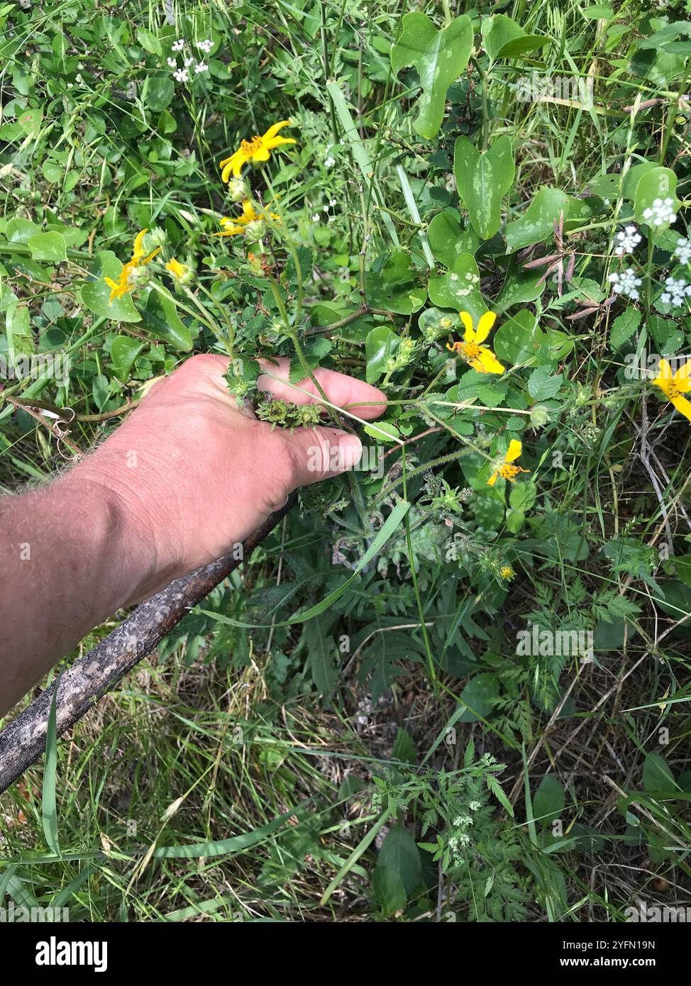 Engelmann daisy hi-res stock photography and images - Alamy