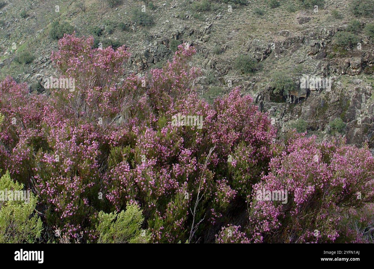 Erica australis hi-res stock photography and images - Alamy