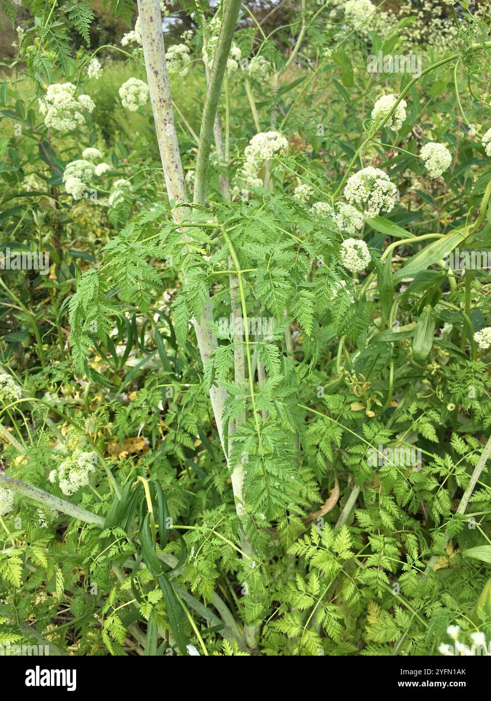 poison hemlock (Conium maculatum Stock Photo - Alamy