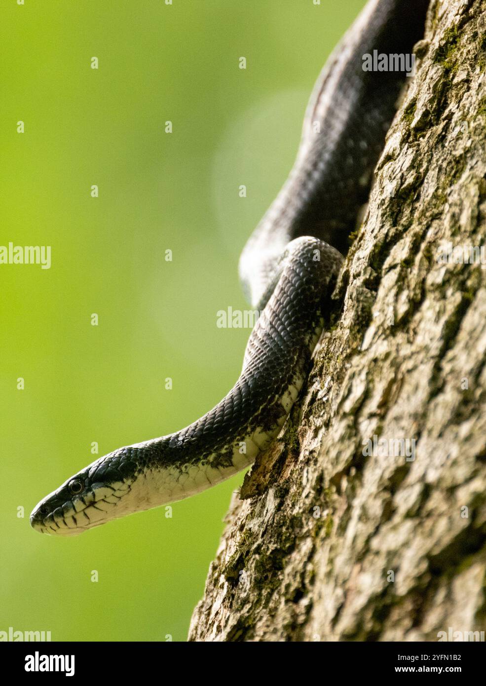 Eastern Ratsnake (Pantherophis alleghaniensis Stock Photo - Alamy