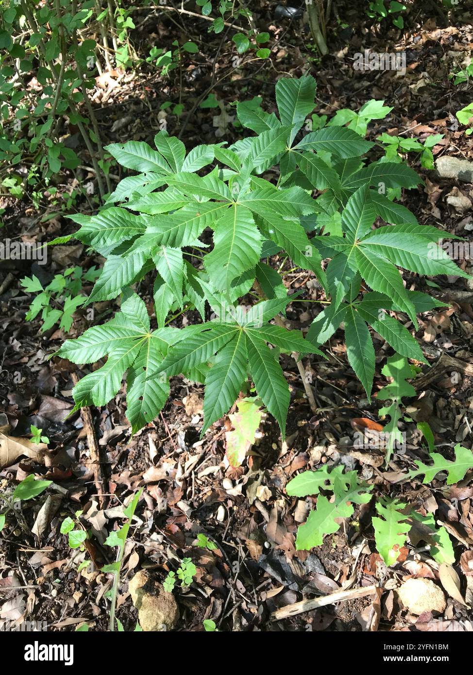 Texas Buckeye (Aesculus glabra arguta Stock Photo - Alamy