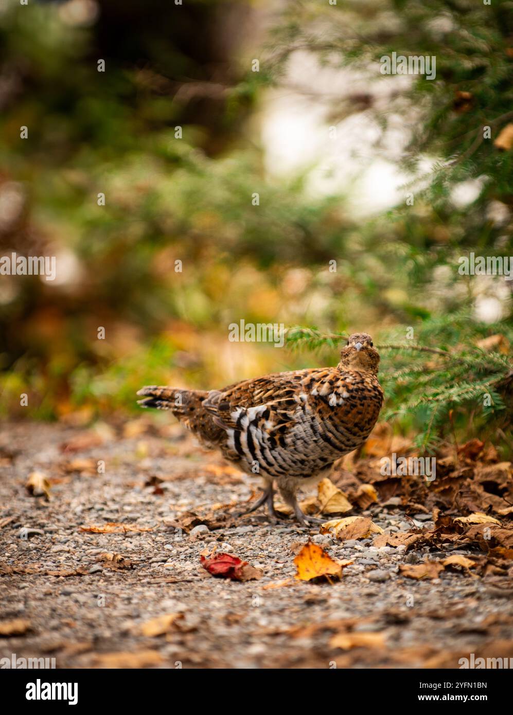 Gelinotte hupee hi-res stock photography and images - Alamy