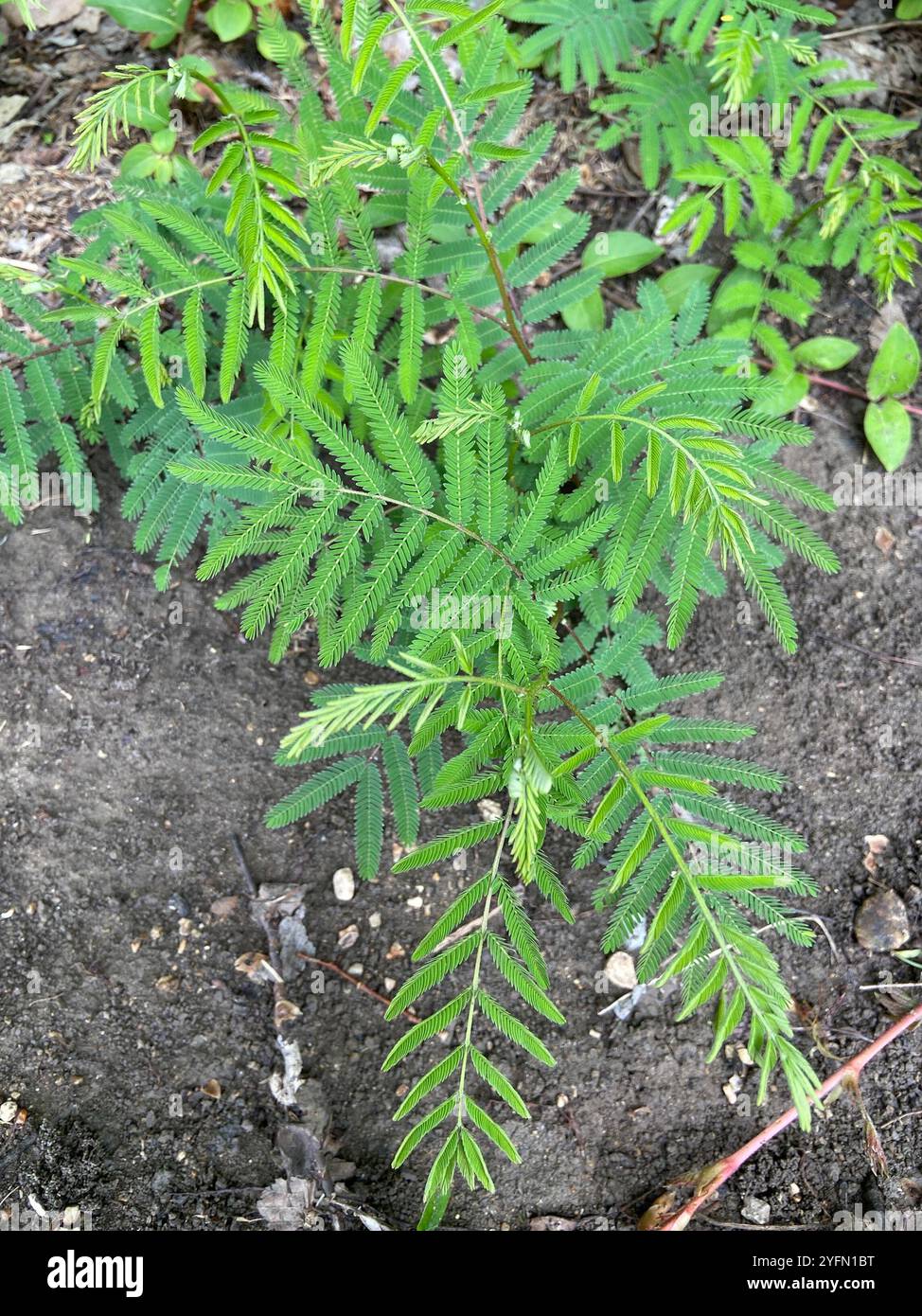 Acacias, Mimosas, mesquites, and allies (Mimosoideae Stock Photo - Alamy
