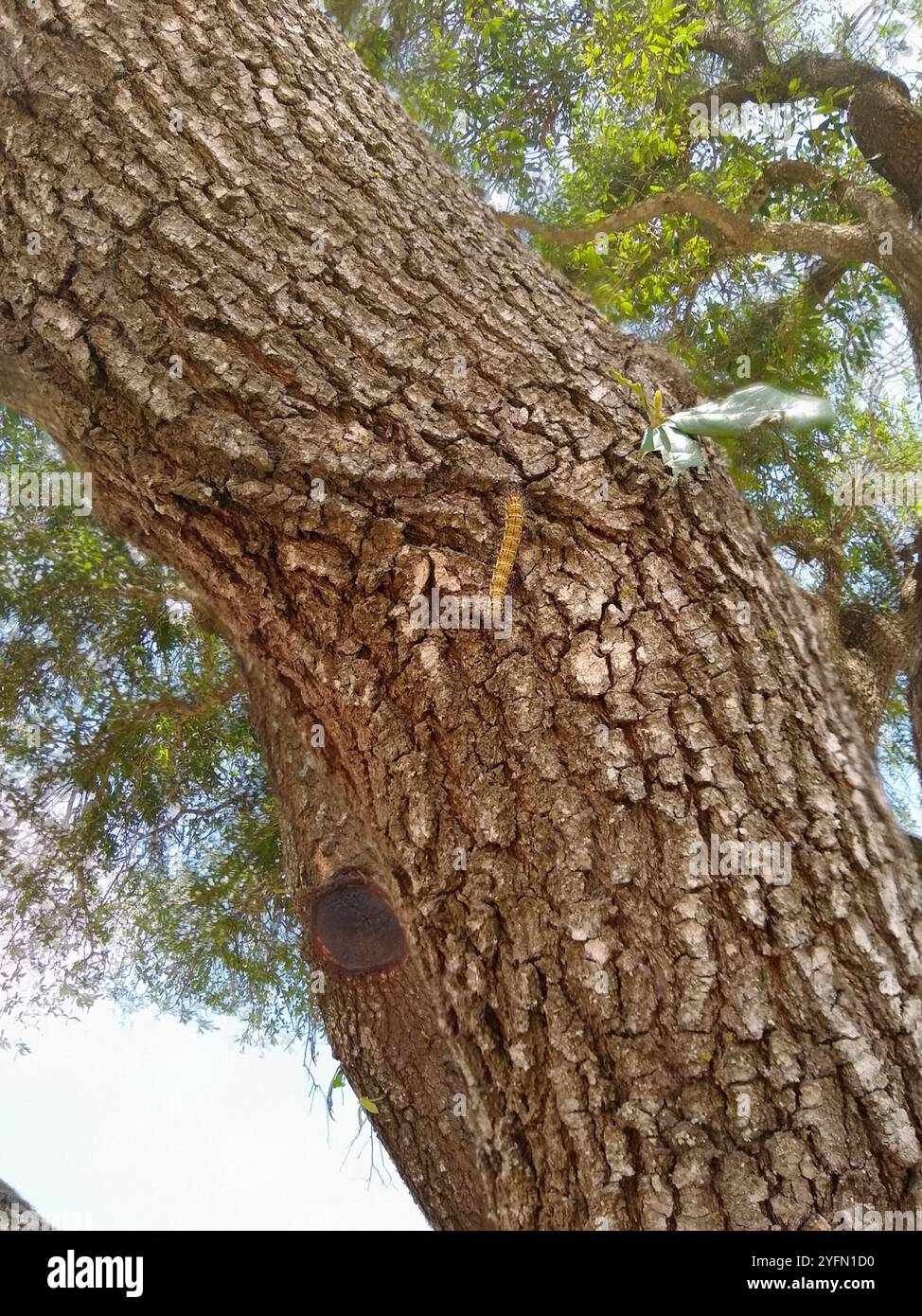 Texas Buck Moth (Hemileuca peigleri Stock Photo - Alamy