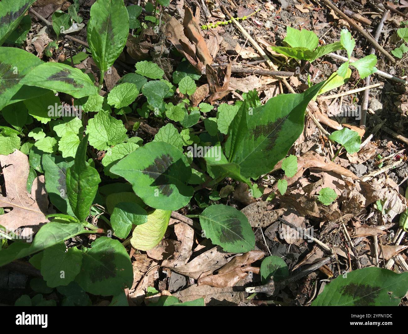 American jumpseed (Persicaria virginiana Stock Photo - Alamy
