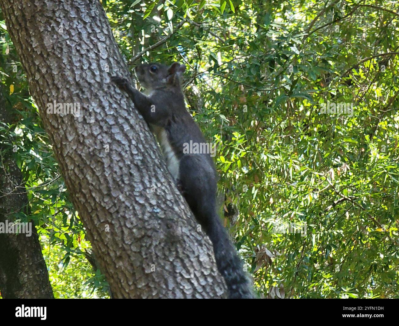 Western Gray Squirrel (Sciurus griseus Stock Photo - Alamy