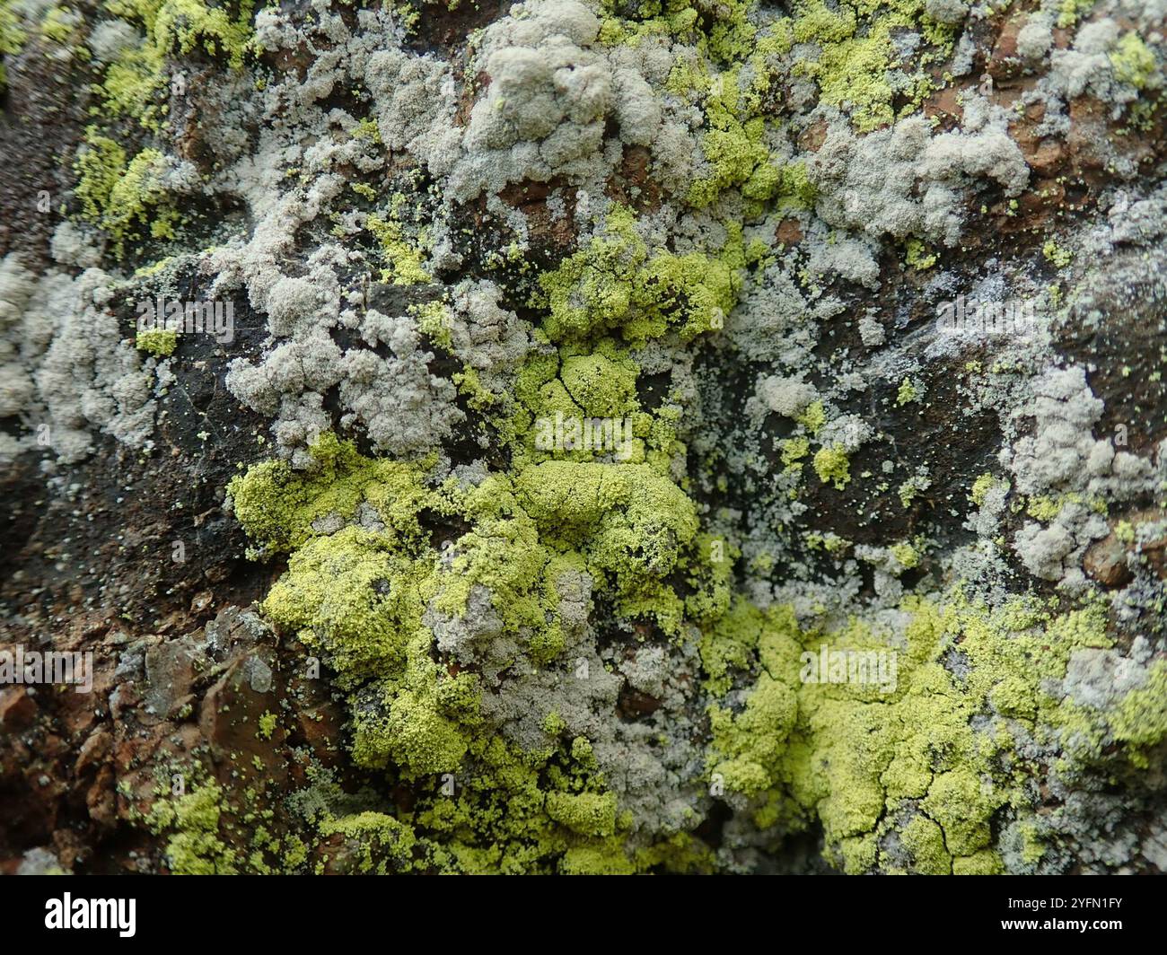 gold dust lichen (Chrysothrix candelaris Stock Photo - Alamy