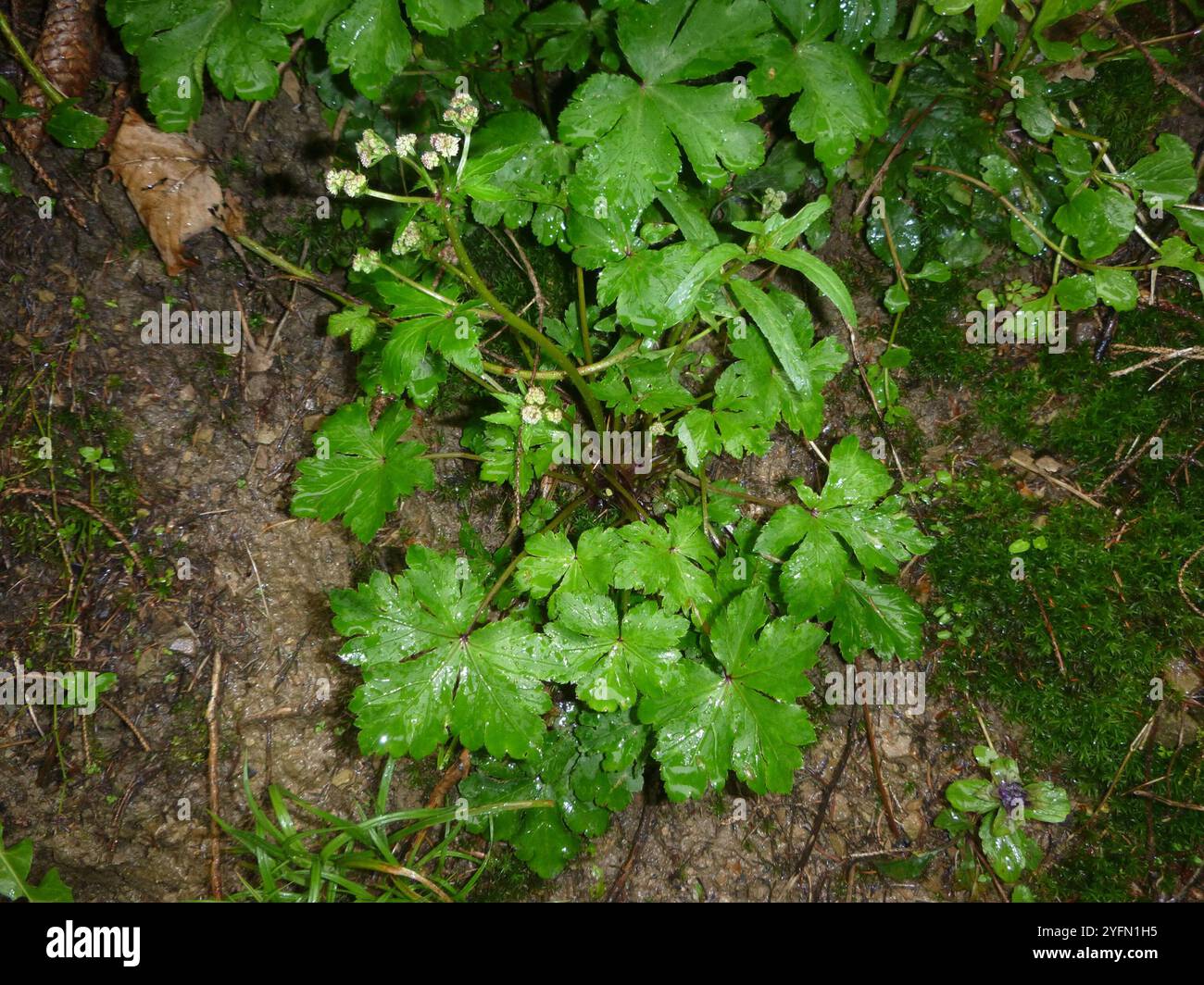 wood sanicle (Sanicula europaea Stock Photo - Alamy