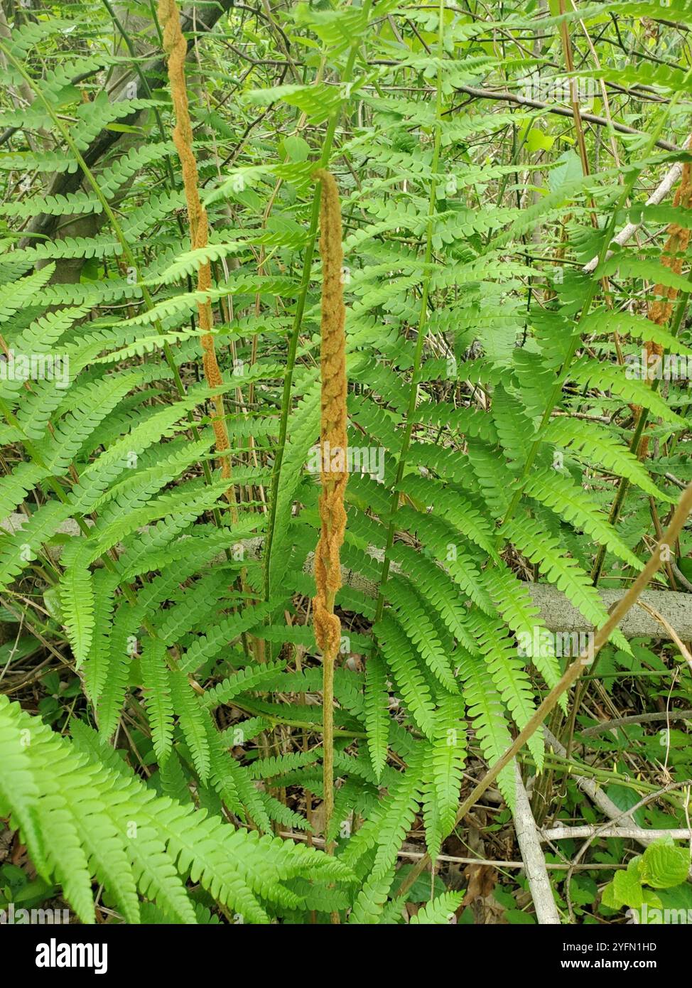cinnamon fern (Osmundastrum cinnamomeum Stock Photo - Alamy