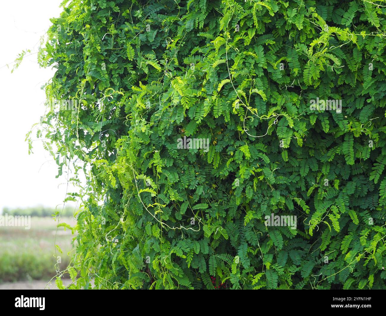 rosary pea (Abrus precatorius Stock Photo - Alamy